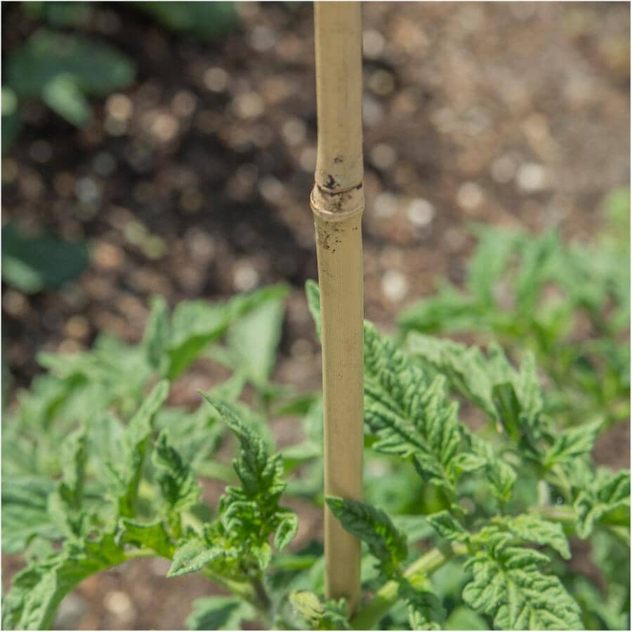 HOME ESSENTIALS 6' Heavy Duty Bamboo Plant Stakes | Home Hardware
