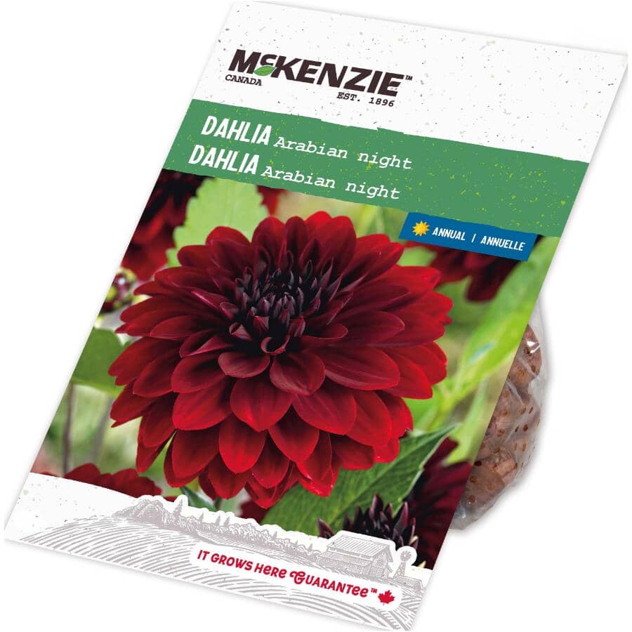 MCKENZIE Dahlia Arabian Night Flowering Bulbs | Home Hardware
