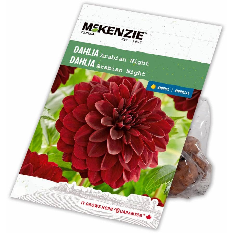MCKENZIE Dahlia Arabian Night Flowering Bulbs | Home Hardware