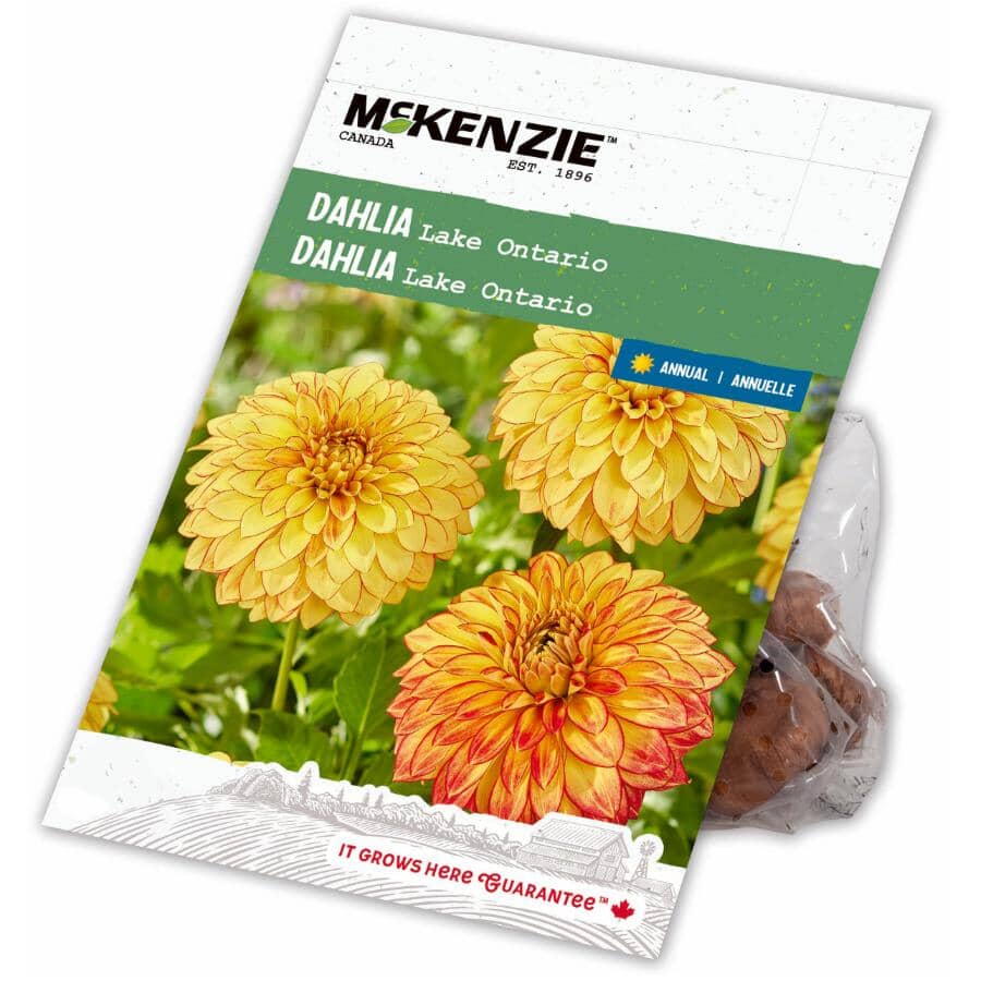 MCKENZIE Dahlia Lake Ontario Flowering Bulbs | Home Hardware