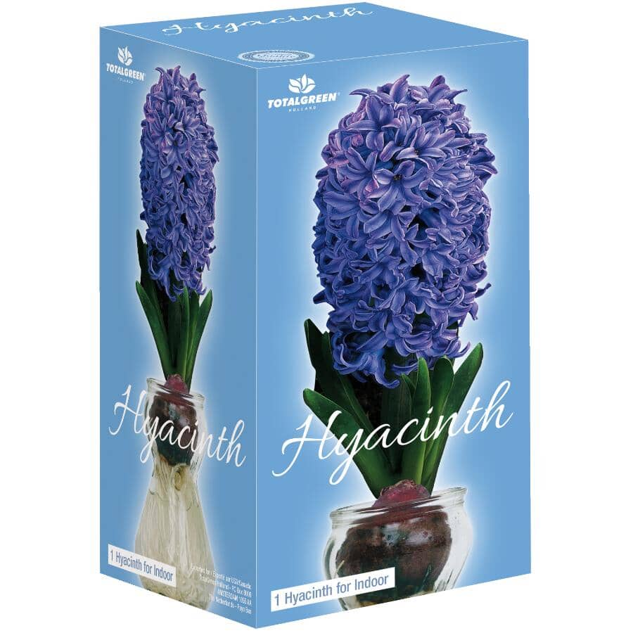 Total Green Gift Bulb Hyacinth Kit, Assorted Colours | Home Hardware