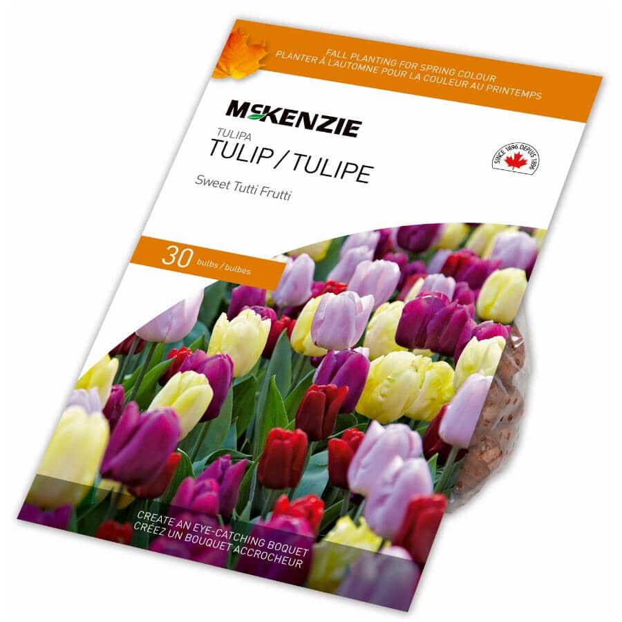 MCKENZIE Tulip Sweet Tutti Frutti Flowering Bulbs | Home Hardware