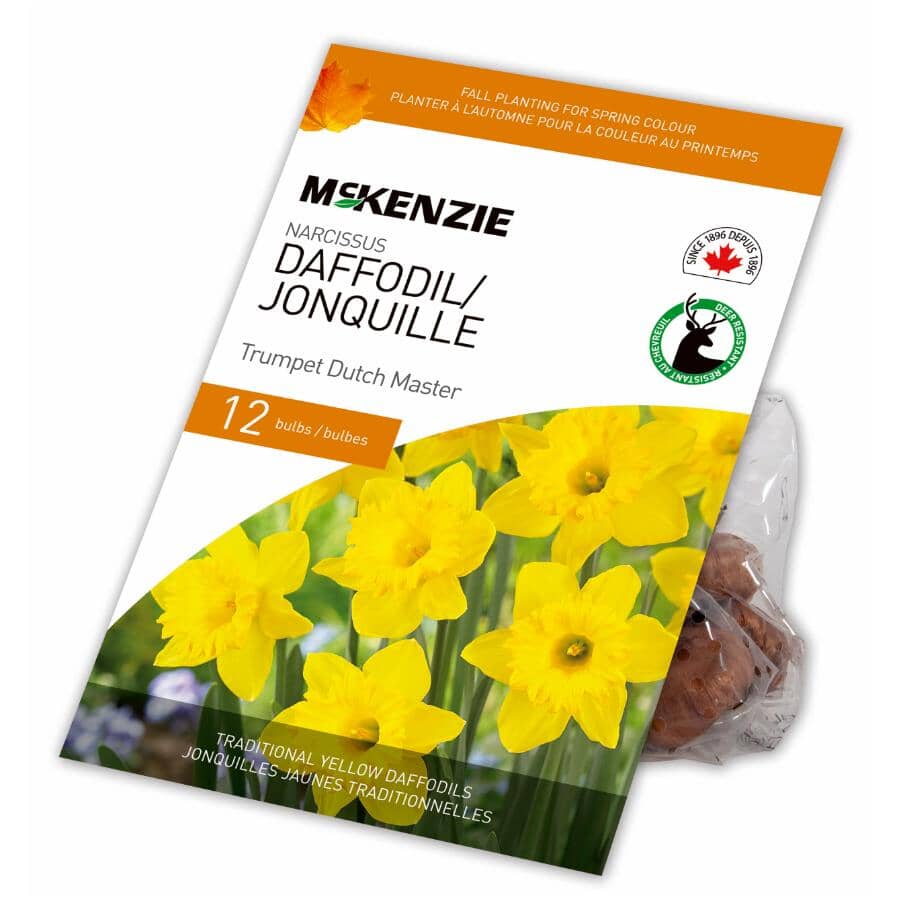MCKENZIE Daffodil Trumpet Dutch Master Flowering Bulbs | Home Hardware
