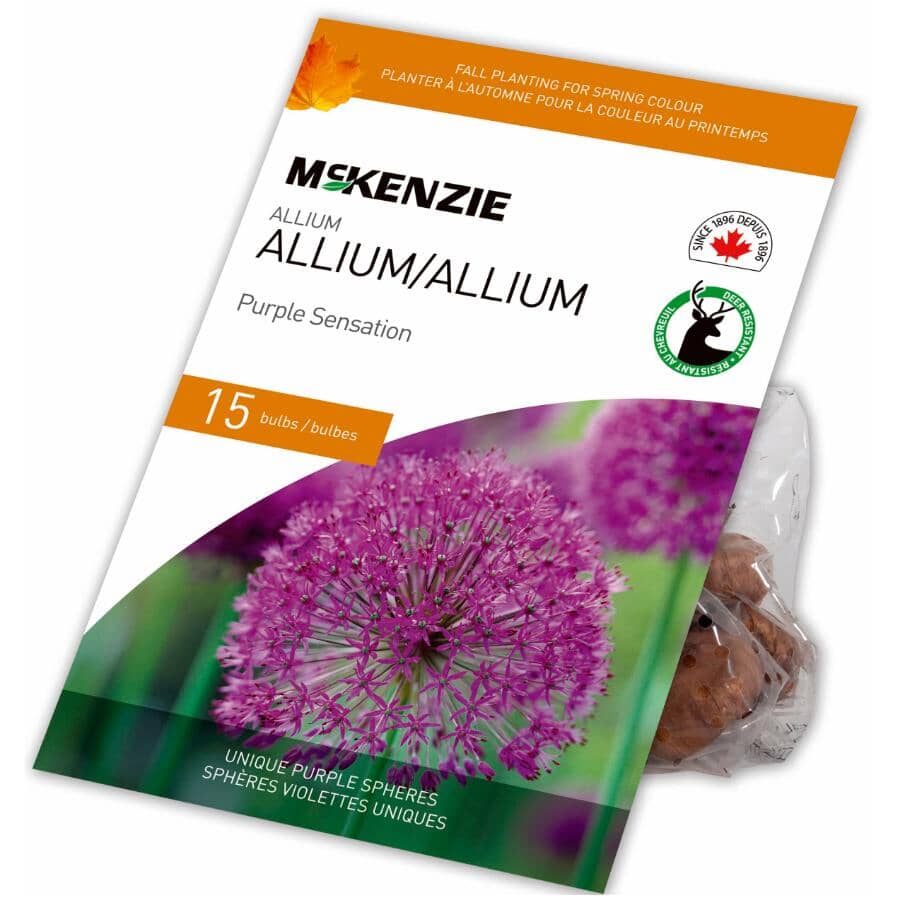 MCKENZIE Allium Purple Sensation Flowering Bulbs | Home Hardware