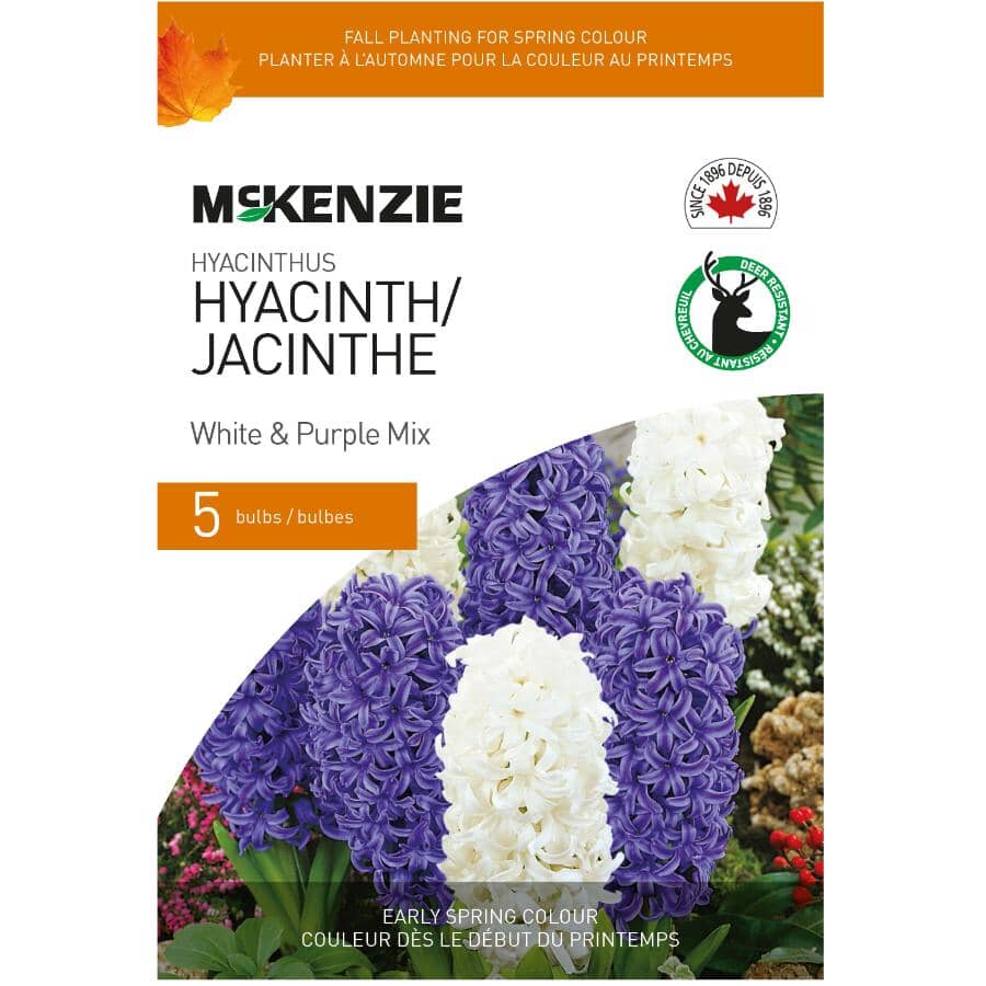 MCKENZIE Hyacinth White + Purple Mix Flowering Bulbs | Home Hardware
