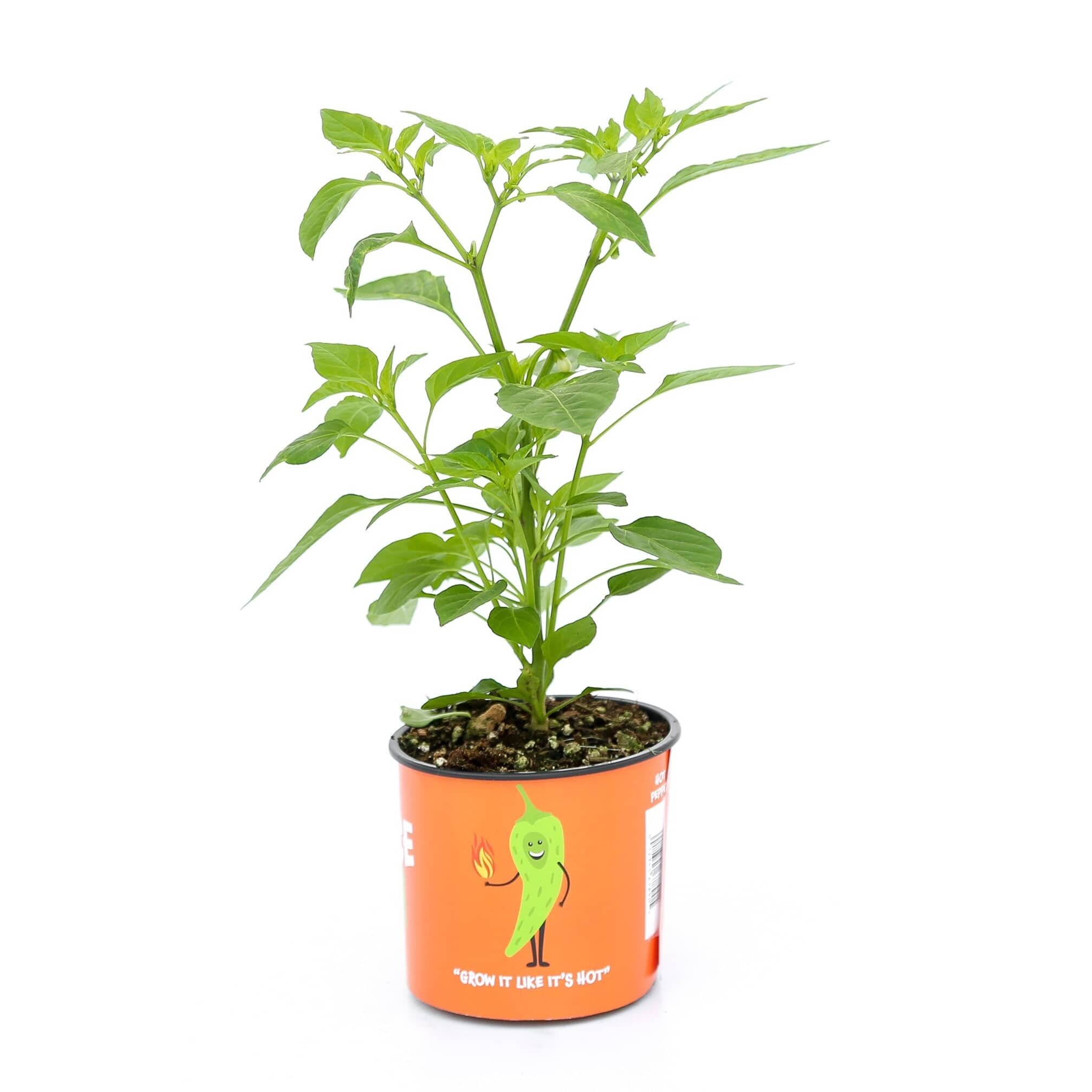 4" Hot Pepper Plant | Home Hardware