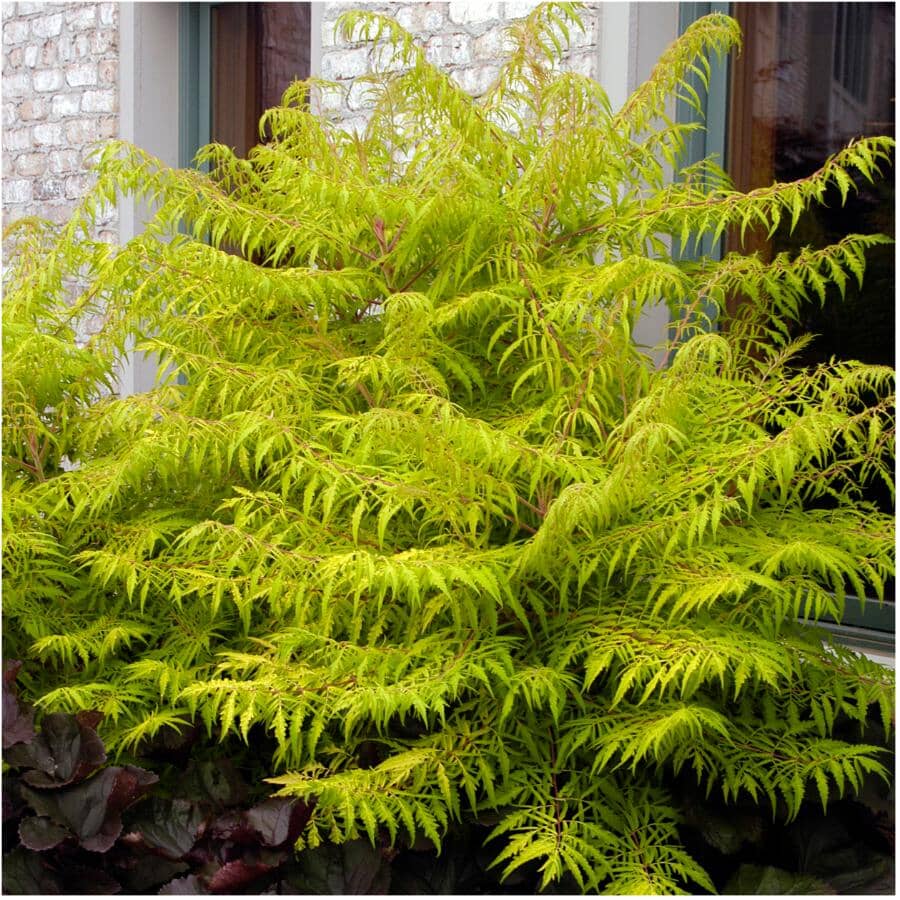 FIRST EDITIONS Cutleaf Staghorn Sumac Deciduous Shrub | Home Hardware