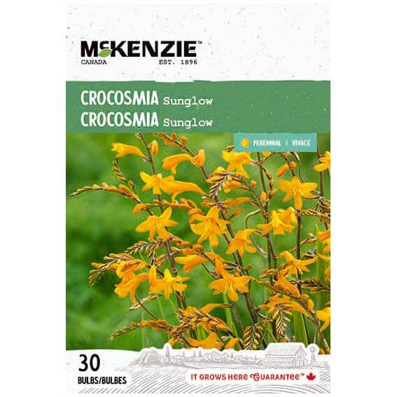 MCKENZIE Crocosmia Sunglow Flowering Bulbs | Home Hardware