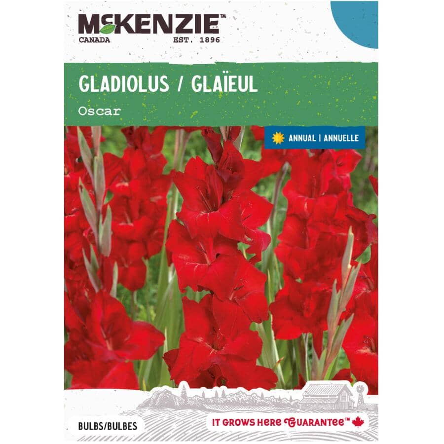 MCKENZIE Gladiulus Oscar Flowering Bulbs | Home Hardware