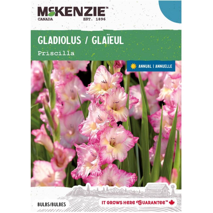 MCKENZIE Gladiulus Priscilla Flowering Bulbs | Home Hardware
