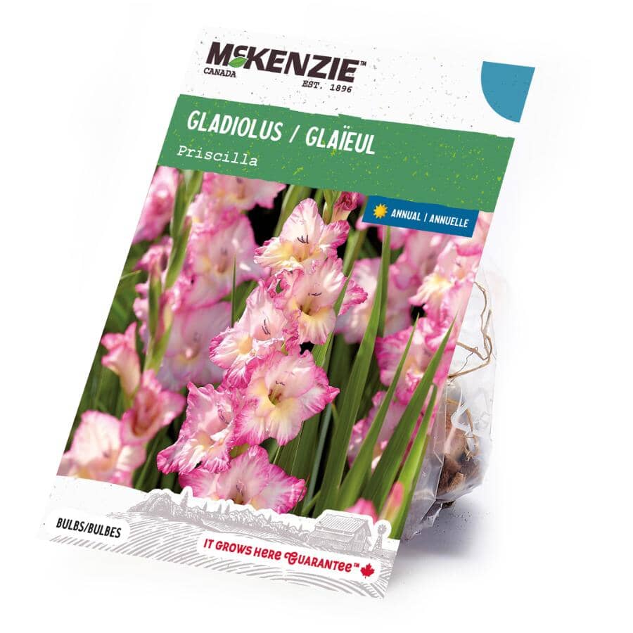 MCKENZIE Gladiulus Priscilla Flowering Bulbs | Home Hardware
