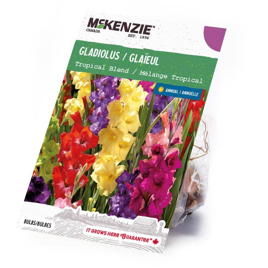 MCKENZIE Gladiulus Tropical Blend Flowering Bulbs | Home Hardware