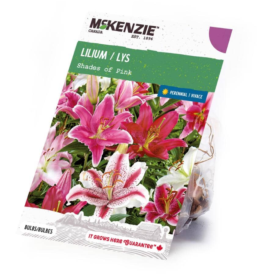 MCKENZIE Lilium Shades of Pink Flowering Bulbs | Home Hardware