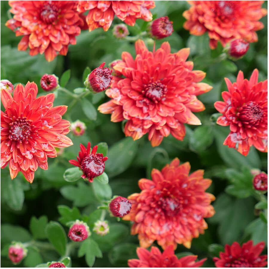 SIMPLY THE BEST 14" Mums | Home Hardware