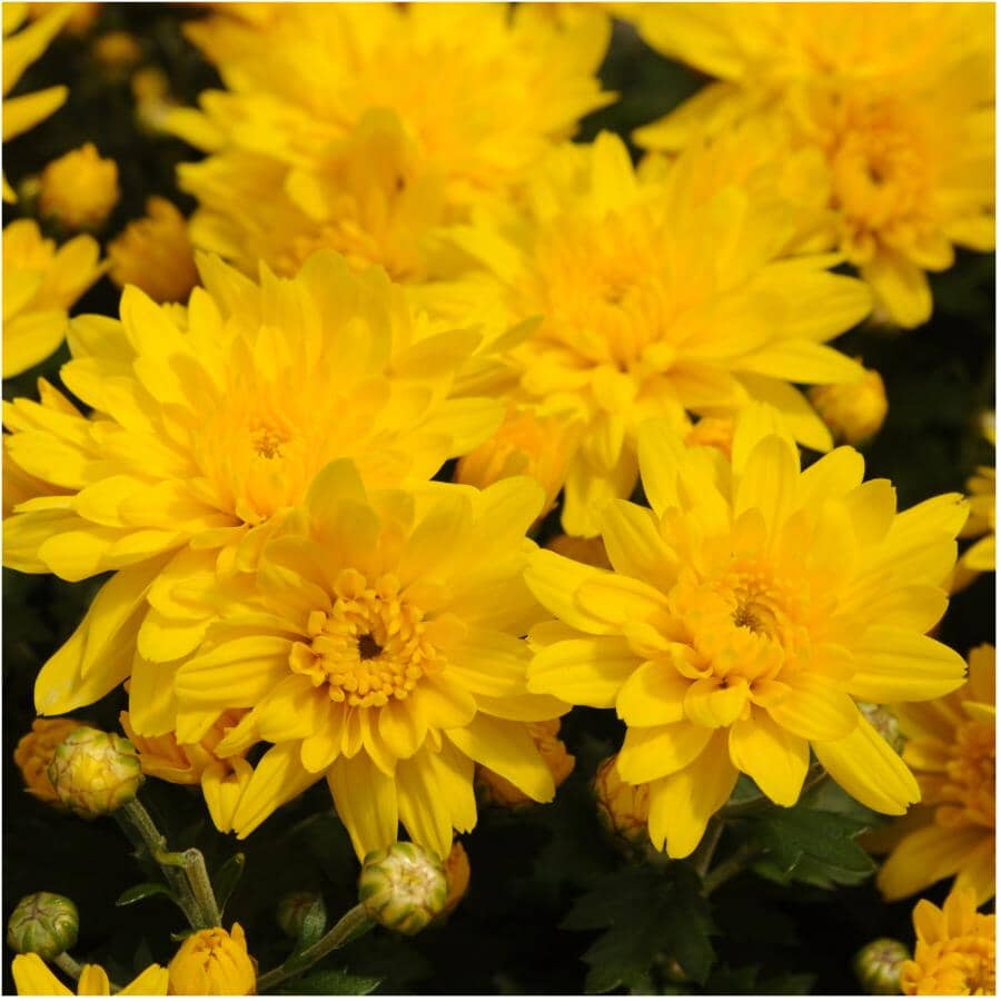 SIMPLY THE BEST 14" Mums | Home Hardware