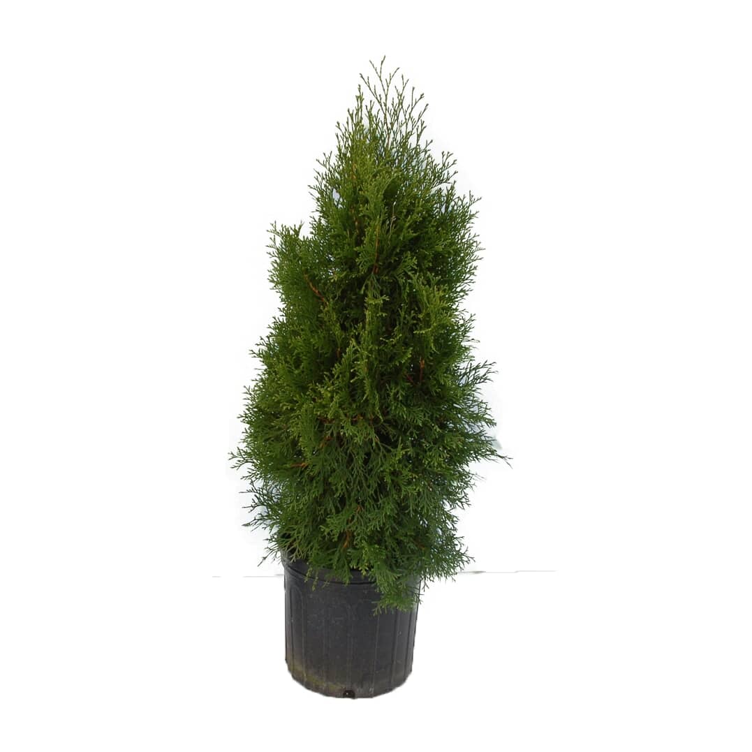Emerald Cedar | Home Hardware