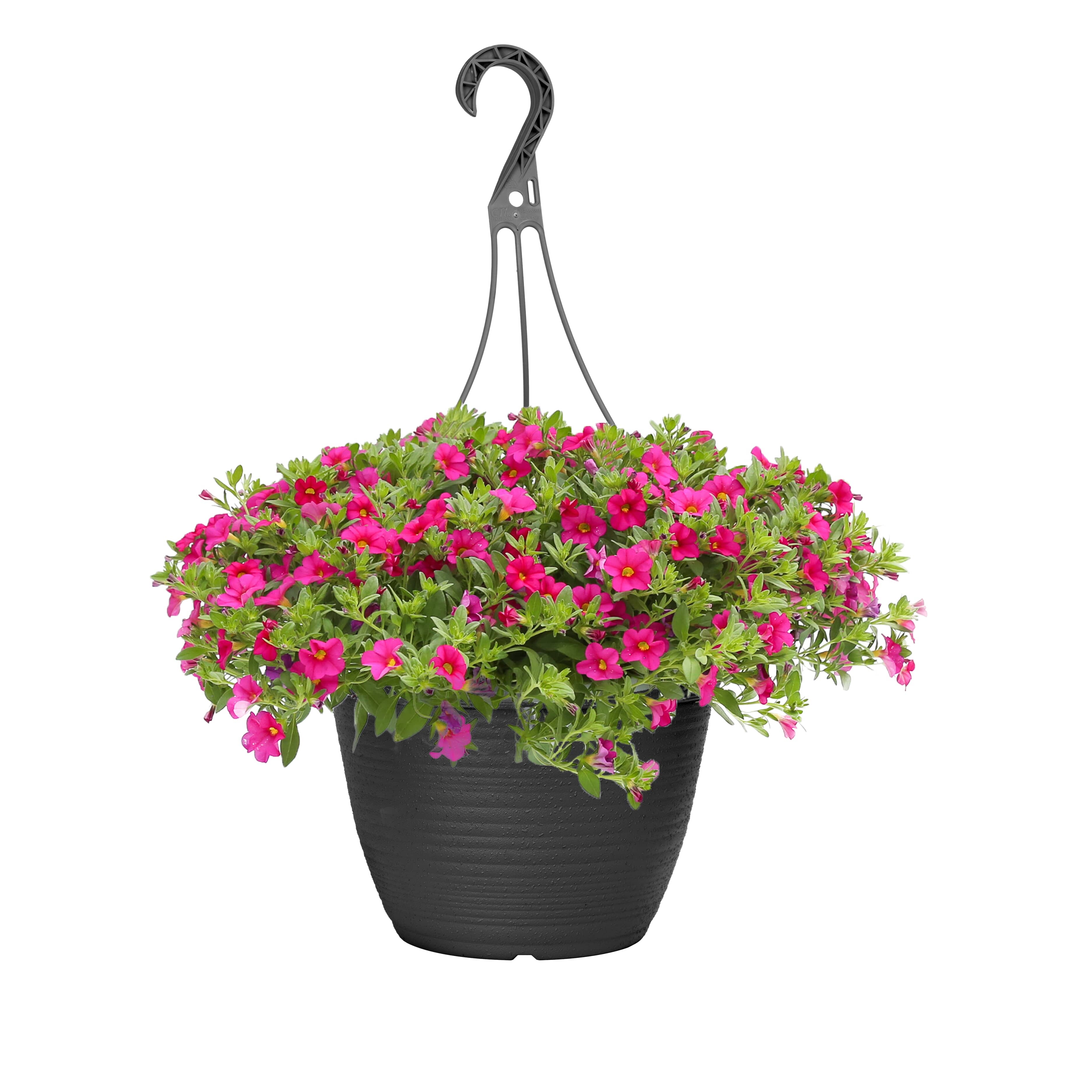 undefined 11" Calibrachoa Solid Basket Planter | Home Hardware