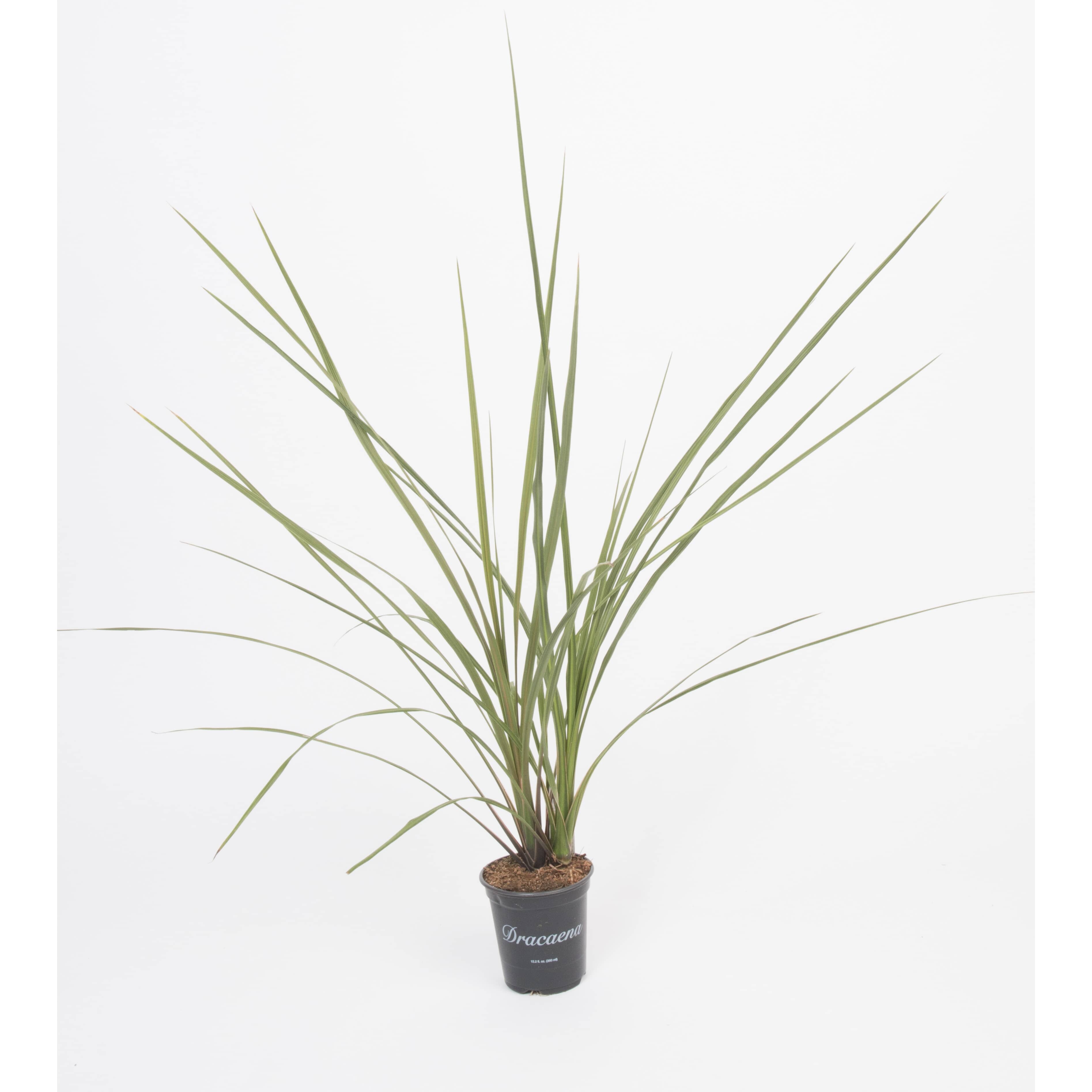 3.5" Dracaena | Home Hardware