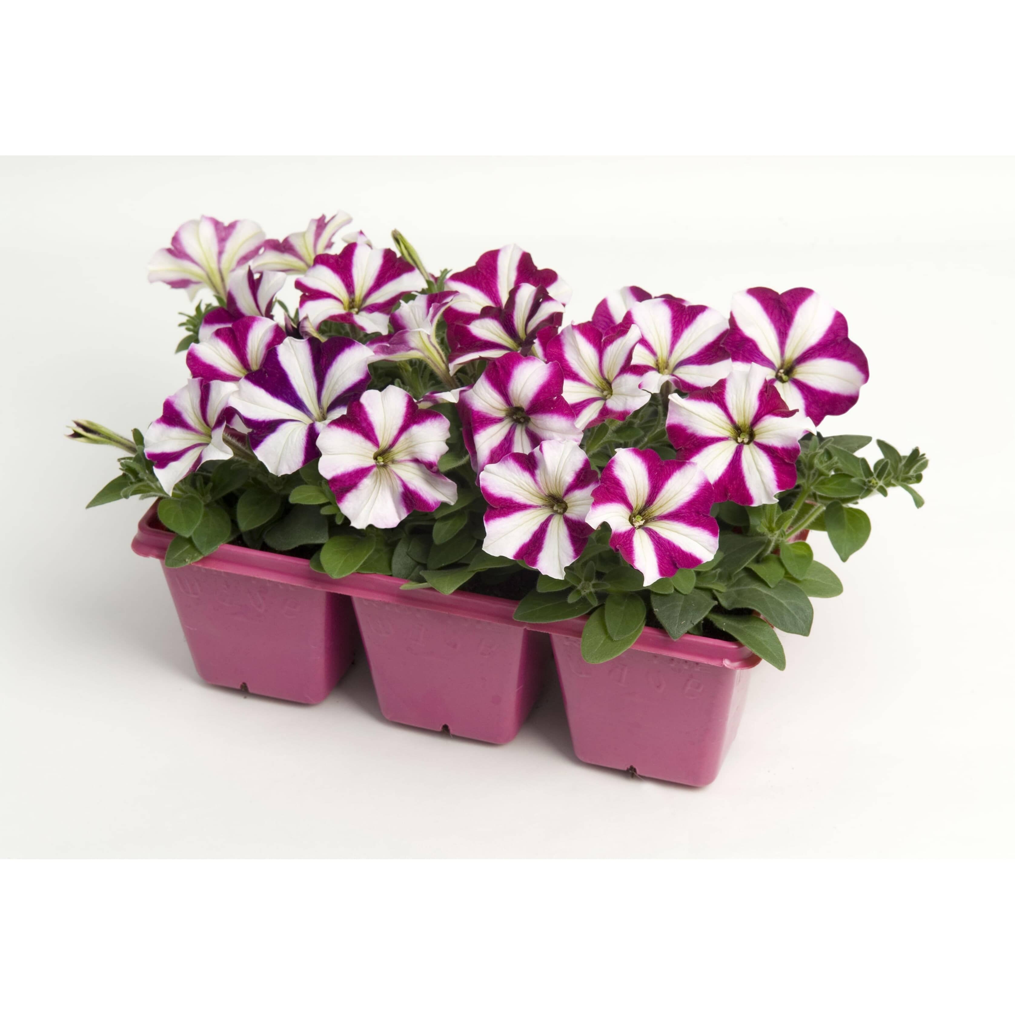 Easy Wave Petunia | Home Hardware