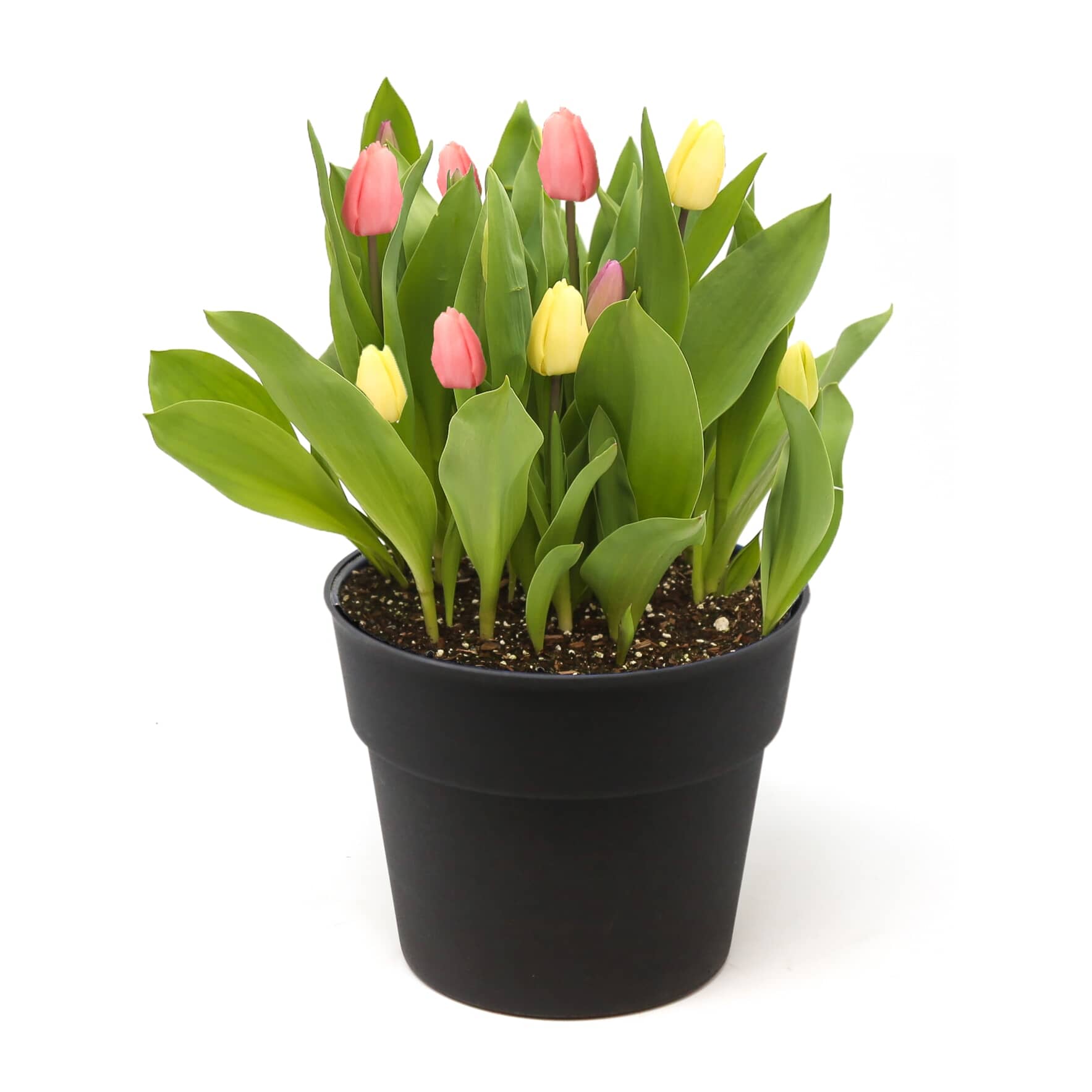 undefined 9" Tulip Planter | Home Hardware