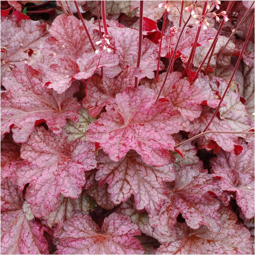 SIMPLY THE BEST Berry Smoothie Coral Bells Perennial Plant | Home Hardware