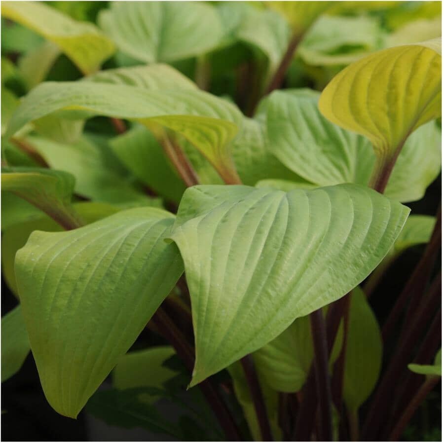 SIMPLY THE BEST Designer Genes Hosta Perennial Plant | Home Hardware