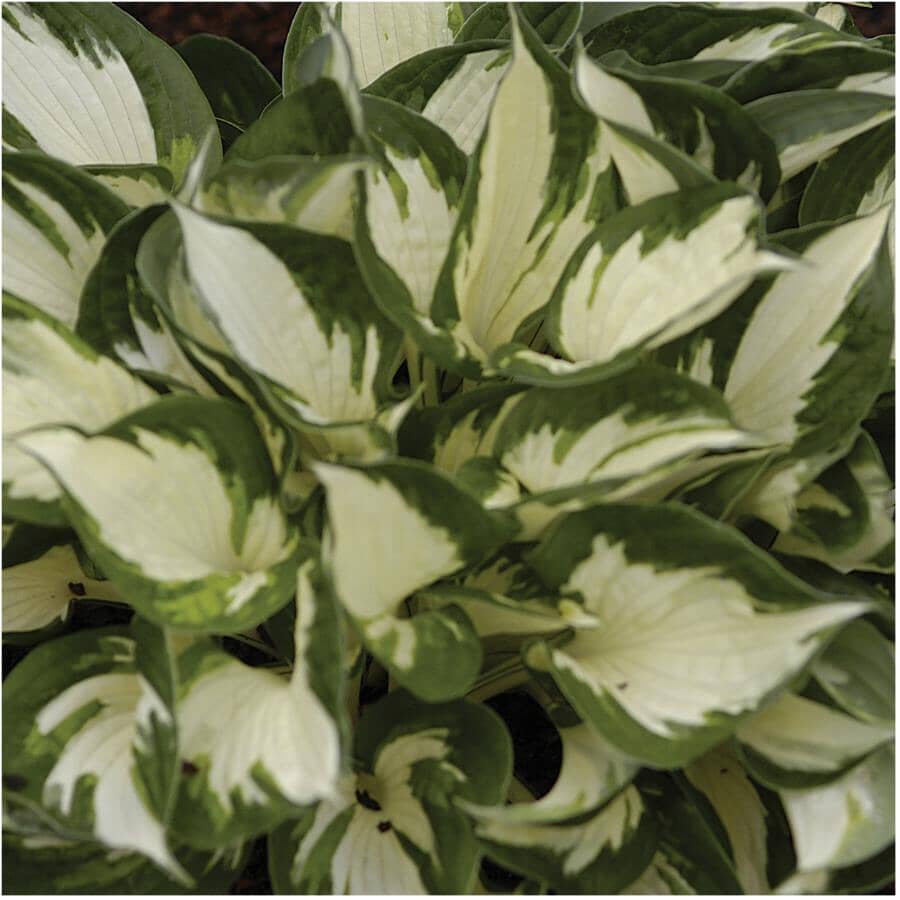 SIMPLY THE BEST Fire and Ice Hosta Perennial Plant | Home Hardware