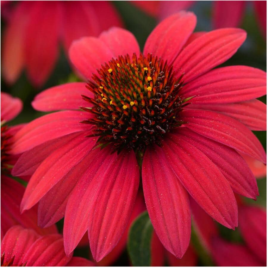 PROVEN WINNERS Fire Coneflower Perennial Plant | Home Hardware