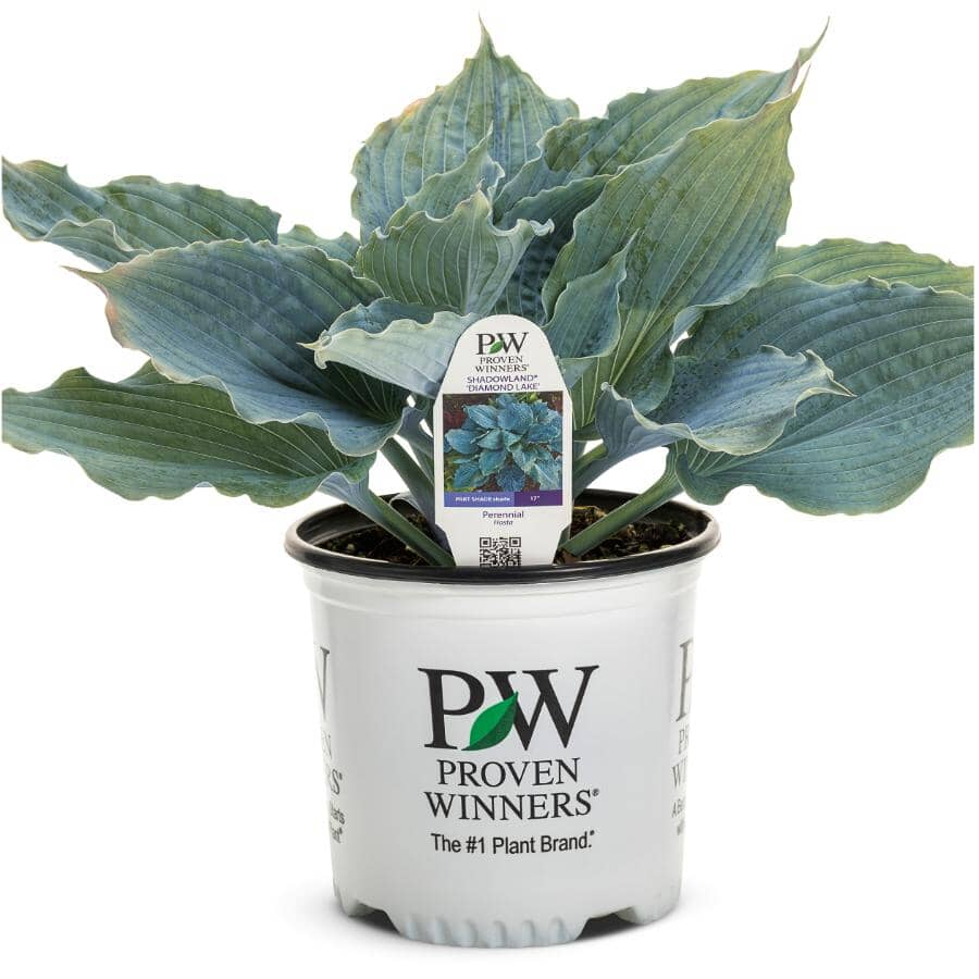 PROVEN WINNERS Diamond Lake Hosta Perennial Plant | Home Hardware