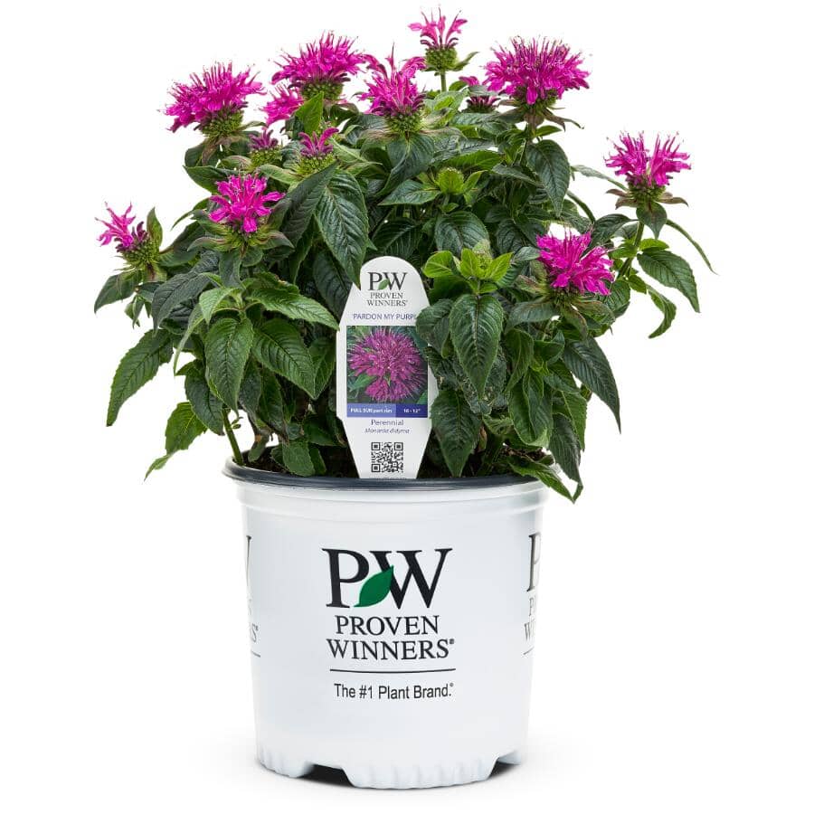 PROVEN WINNERS Pardon My Purple Bee | Home Hardware