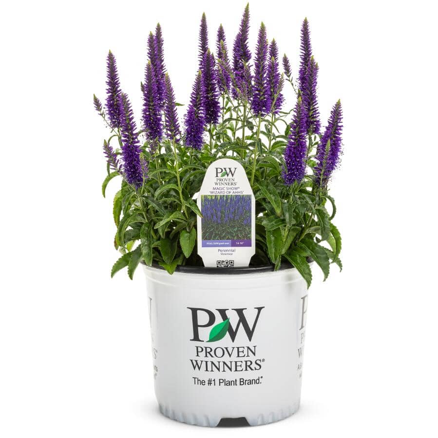 PROVEN WINNERS Wizard of Ahhs Spike Speedwell Perennial Plant | Home ...