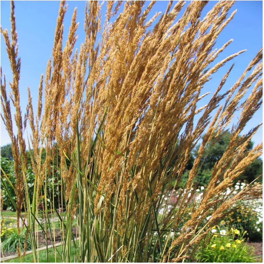 SIMPLY THE BEST Avalanche Feather Reed Grass Perennial Plant | Home ...