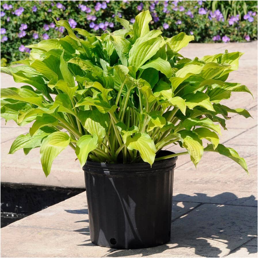 SIMPLY THE BEST Royal Standard Hosta Perennial Plant | Home Hardware