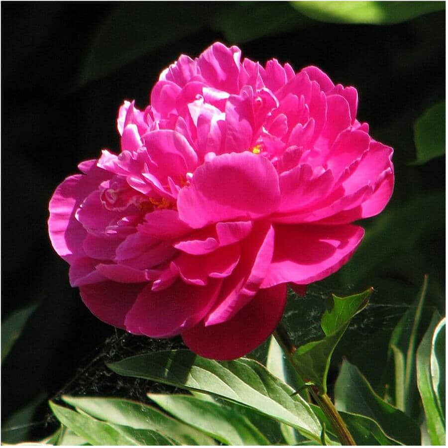 SIMPLY THE BEST Karl Rosenfield Peony Perennial Plant | Home Hardware