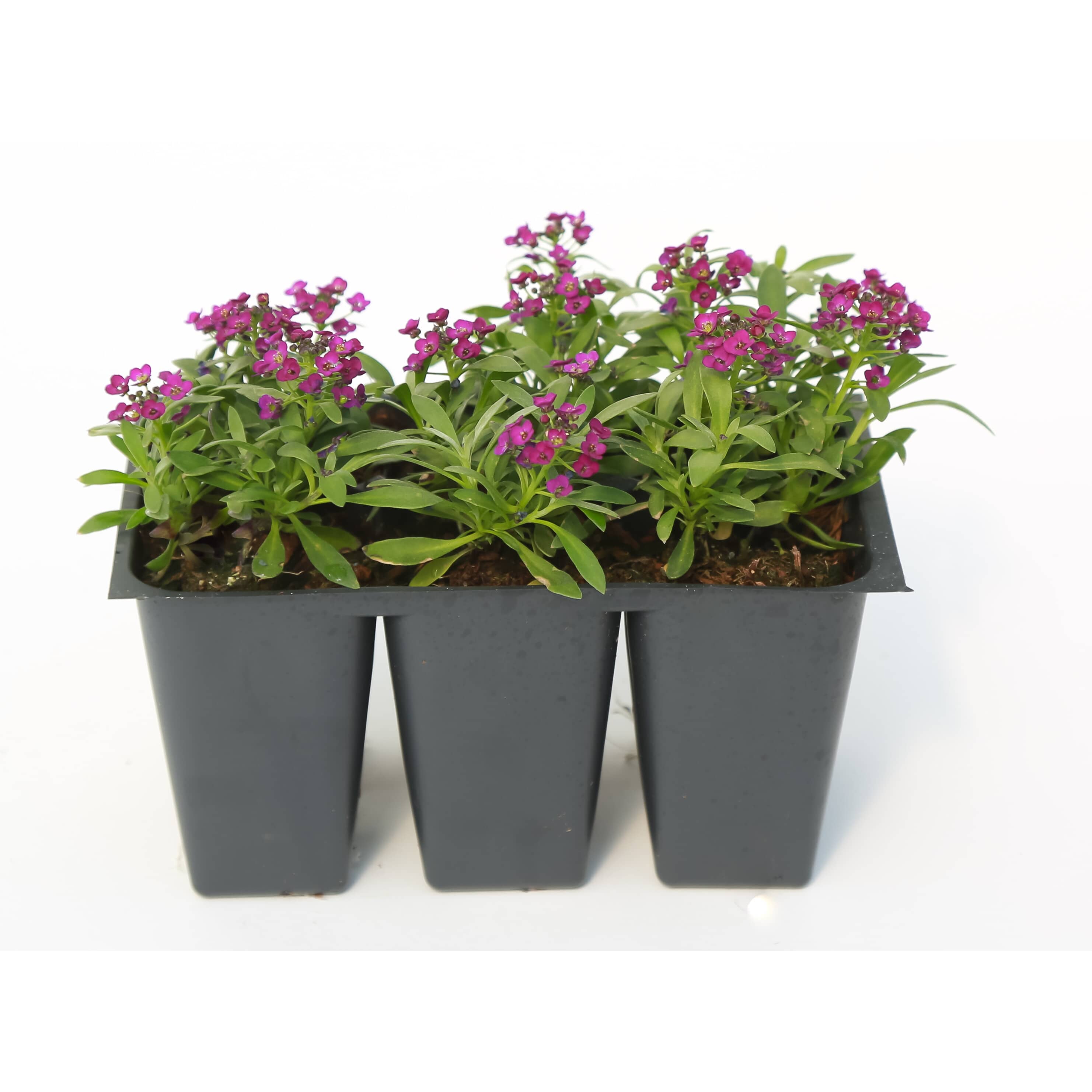 Jumbo Begonia Plant | Home Hardware