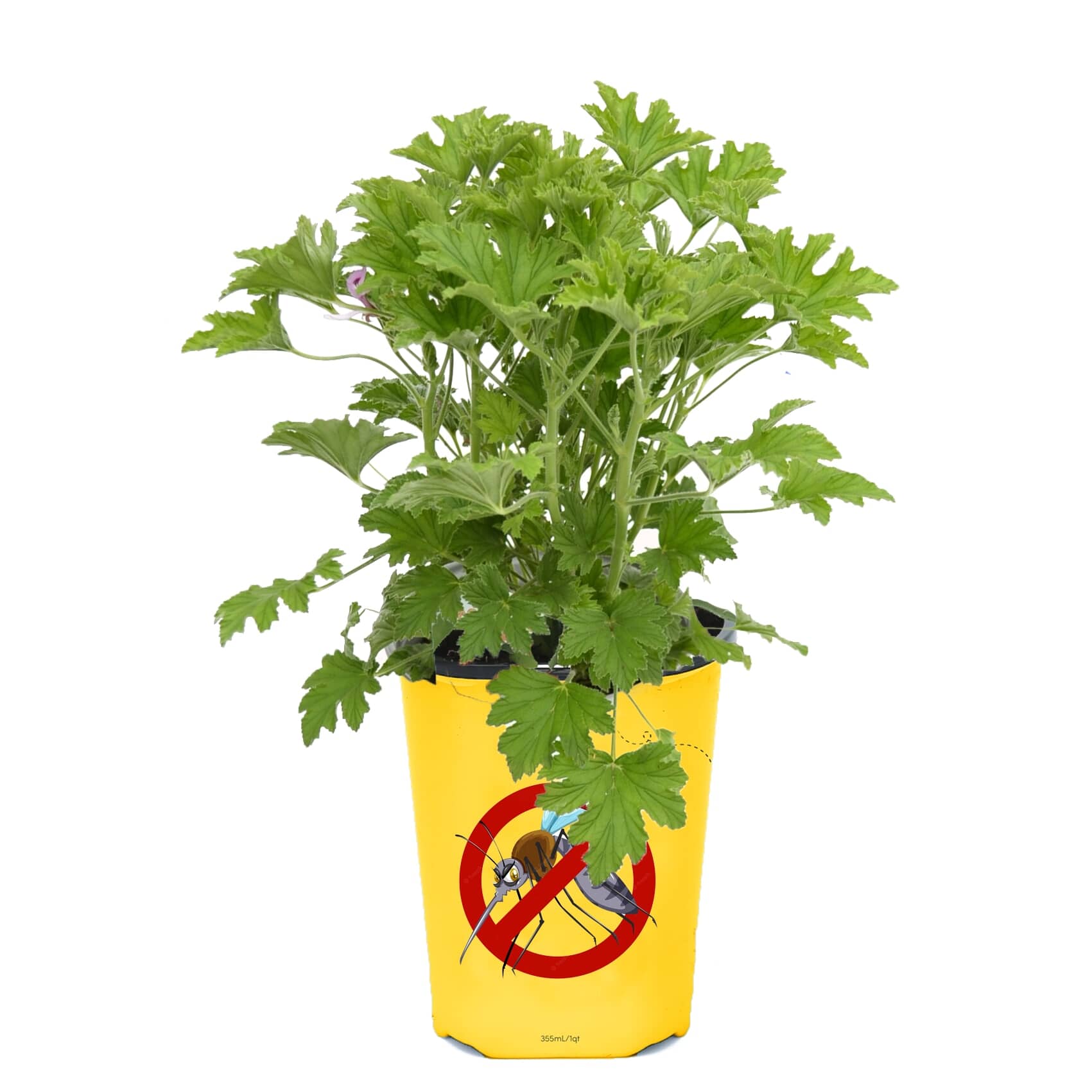 1 Gal Citronella Plant | Home Hardware
