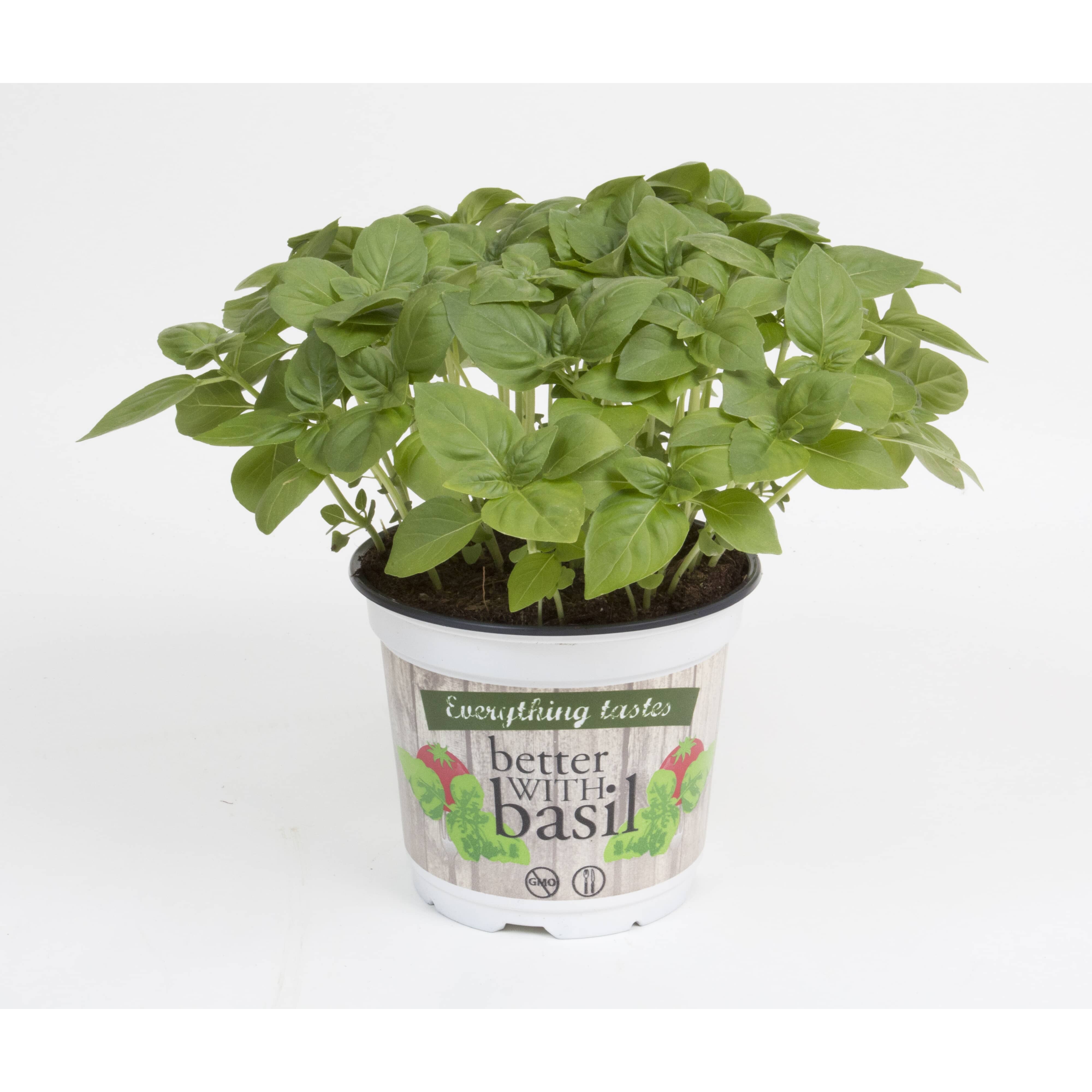6" Basil Plant | Home Hardware