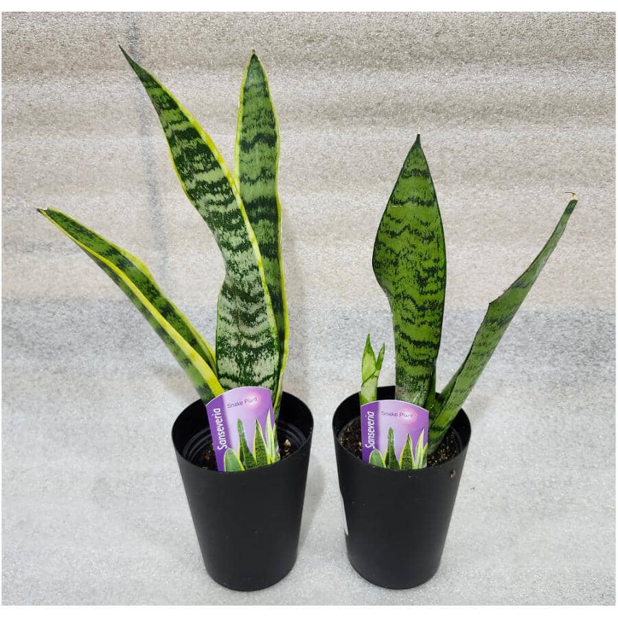 3.5" Snake Plant - Assorted Varieties | Home Hardware