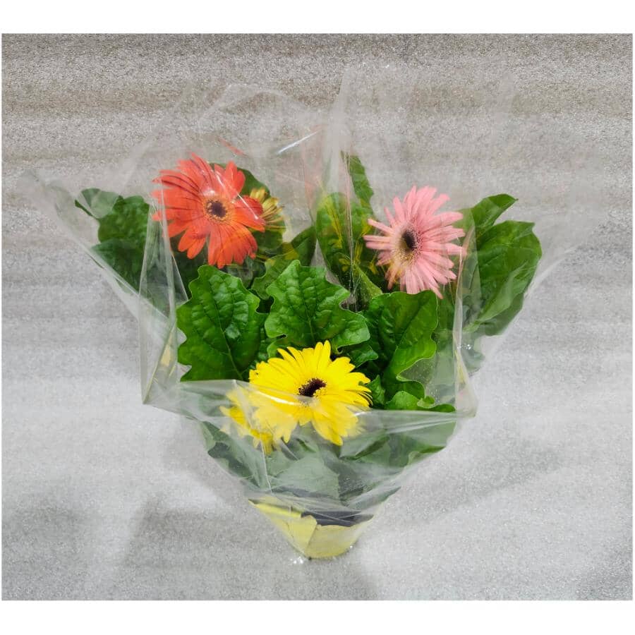 4" Gerbera Plant - Assorted Colours | Home Hardware