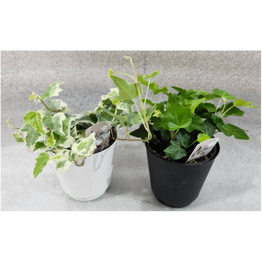 4" Ivy - Assorted Plants | Home Hardware