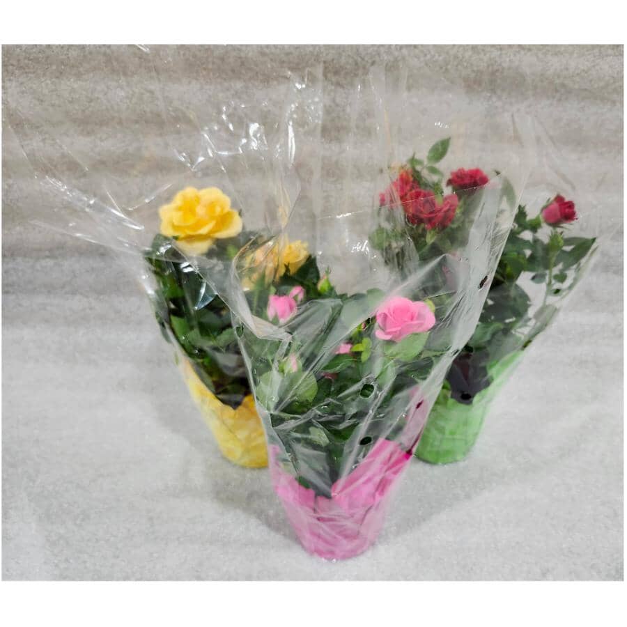 4" Mini Roses Plant - Assorted Colours | Home Hardware