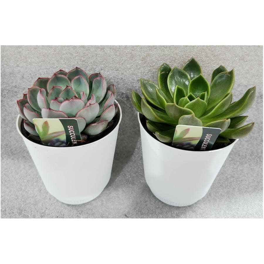 4" Succulent Plant - Assorted Plants | Home Hardware