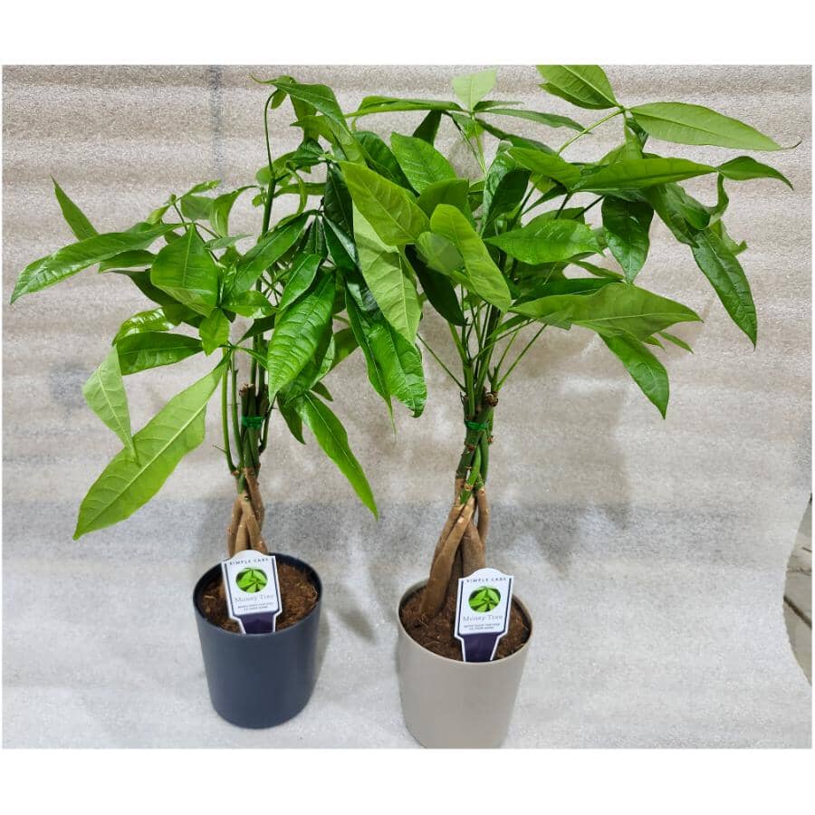 5" Money Tree | Home Hardware