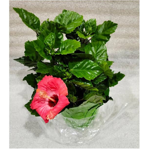 6" Hibiscus Plant - Assorted Colours | Home Hardware