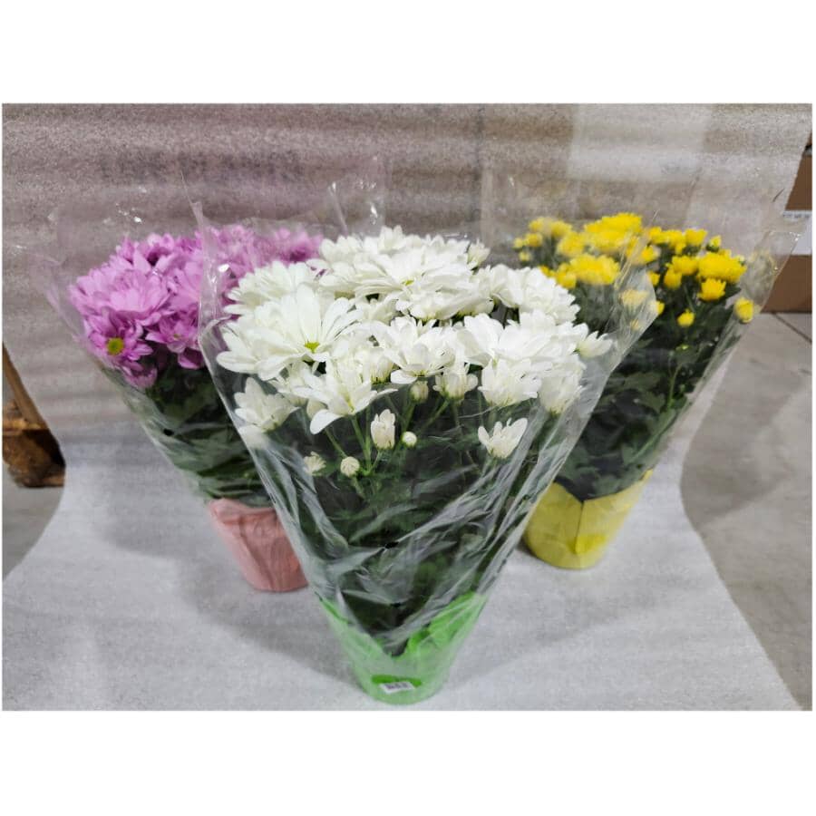 6" Mums - Assorted Colours | Home Hardware