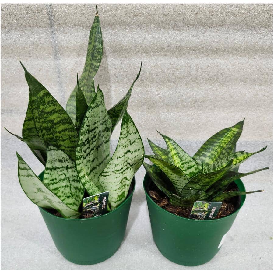 6" Snake Plant - Assorted Varieties | Home Hardware
