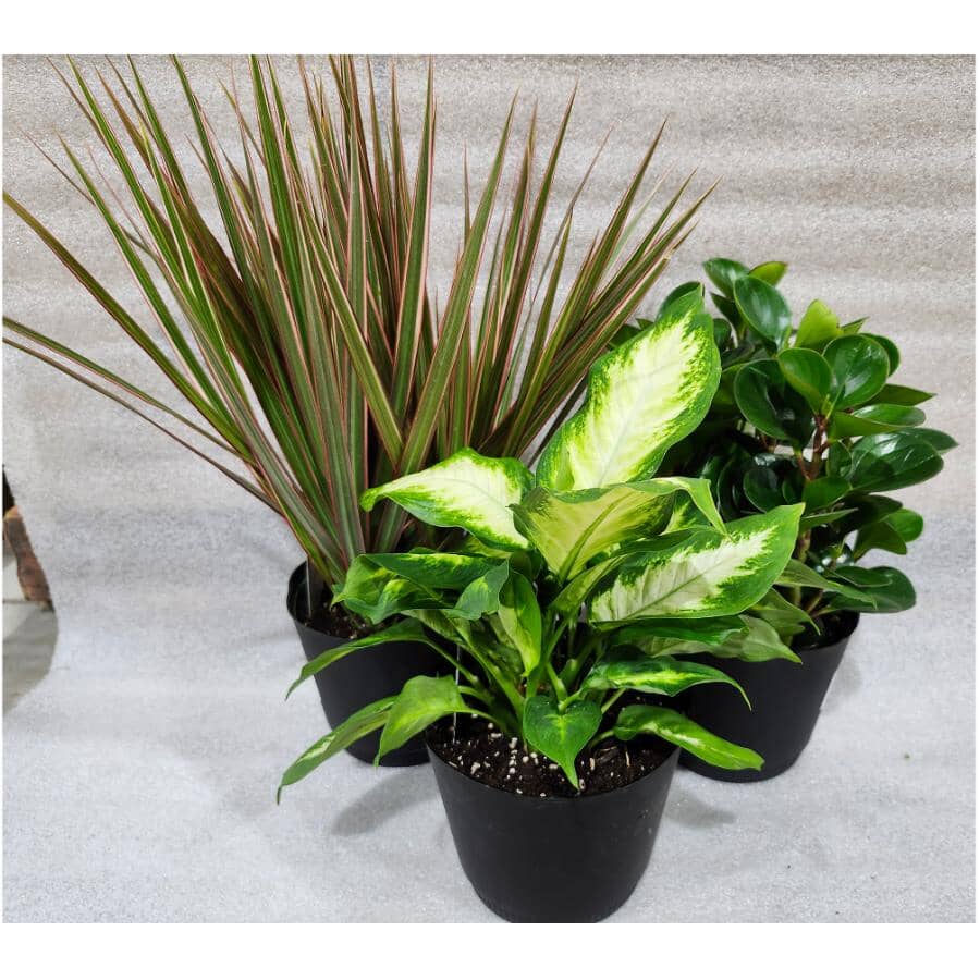 6" Tropical Plant - Assorted Varieties | Home Hardware