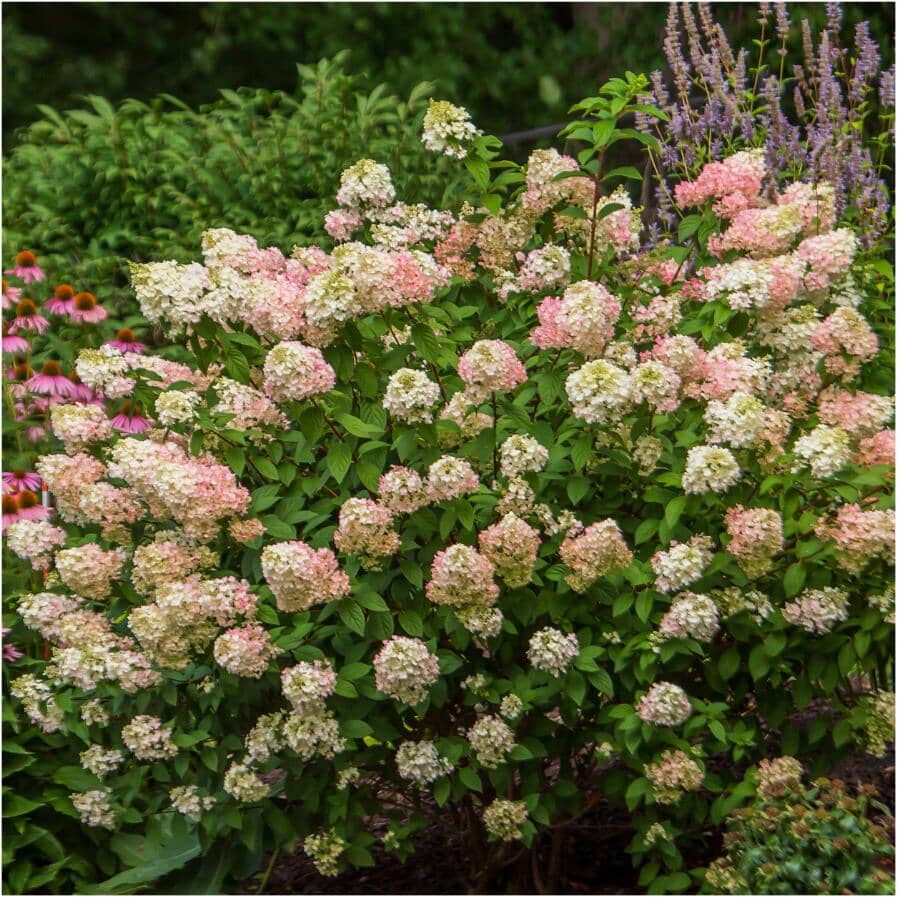 FIRST EDITIONS Strawberry Sundae Hydrangea Perennial Plant | Home Hardware
