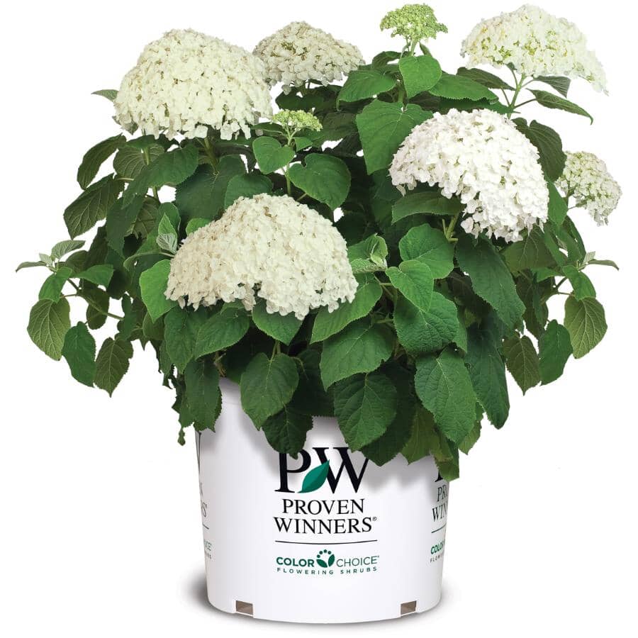 PROVEN WINNERS Incrediball Smooth Hydrangea Perennial Plant | Home Hardware