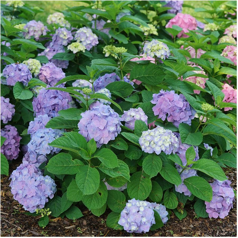 PROVEN WINNERS Sky View Bigleaf Hydrangea Perennial Plant | Home Hardware